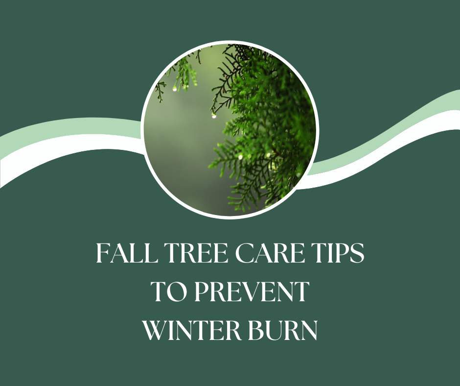 Tree Care Tips